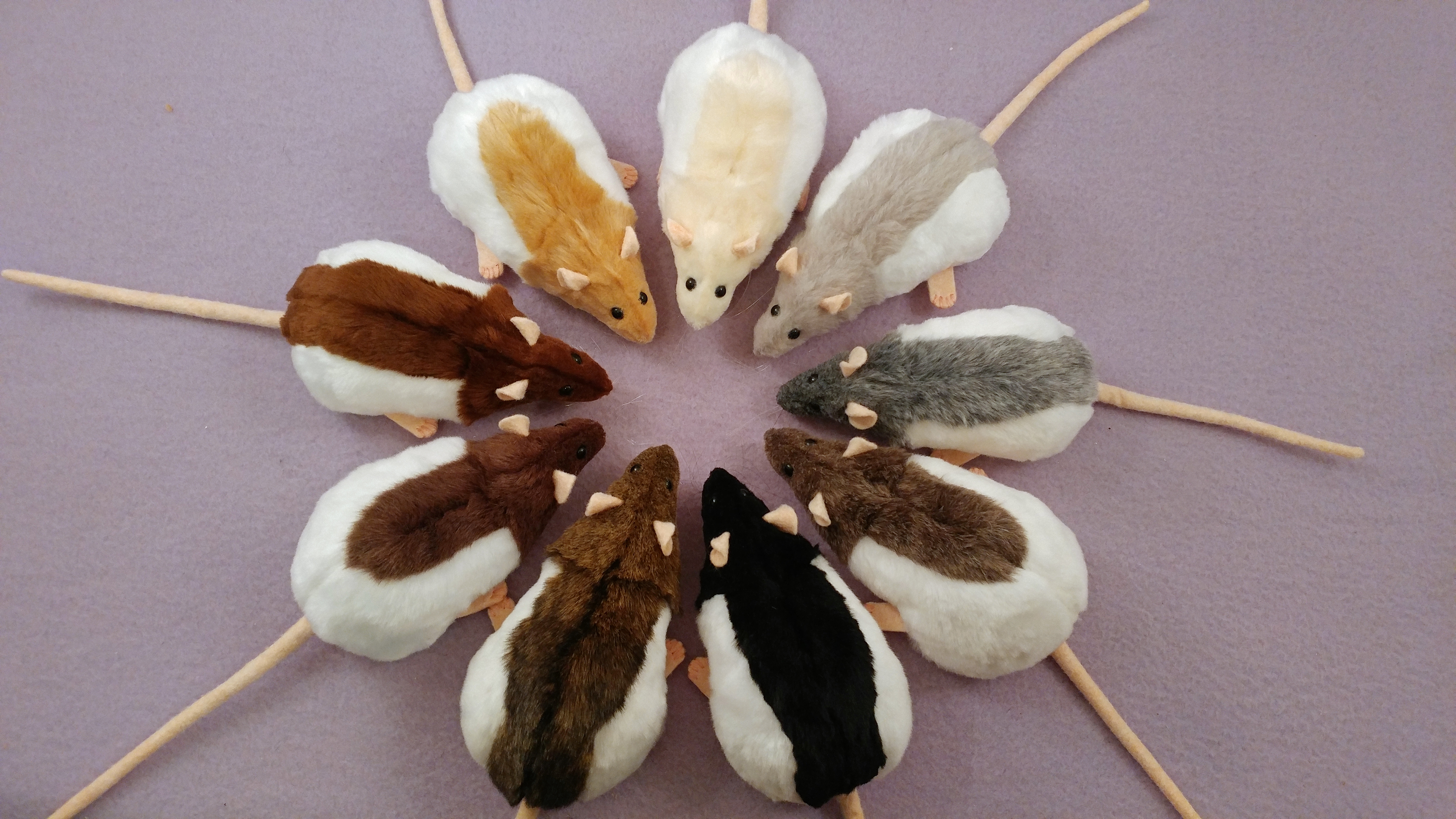 Hooded Rats | Citrine Mouse